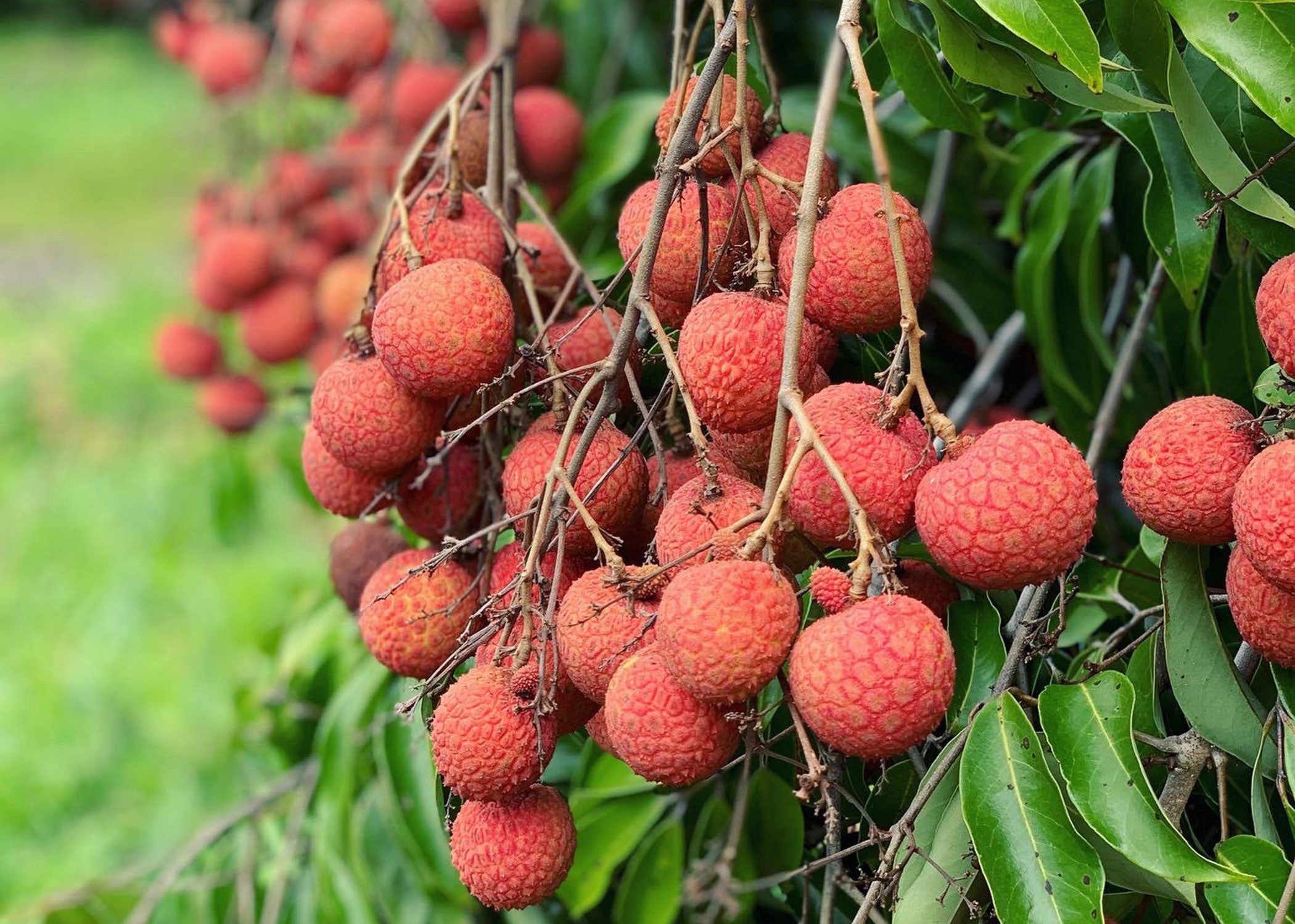 Lychee - Hula Brothers